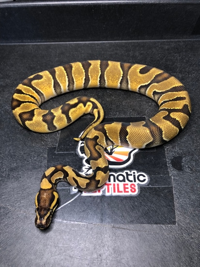 Enchi Het Clown Ball Python by Prismatic Reptiles