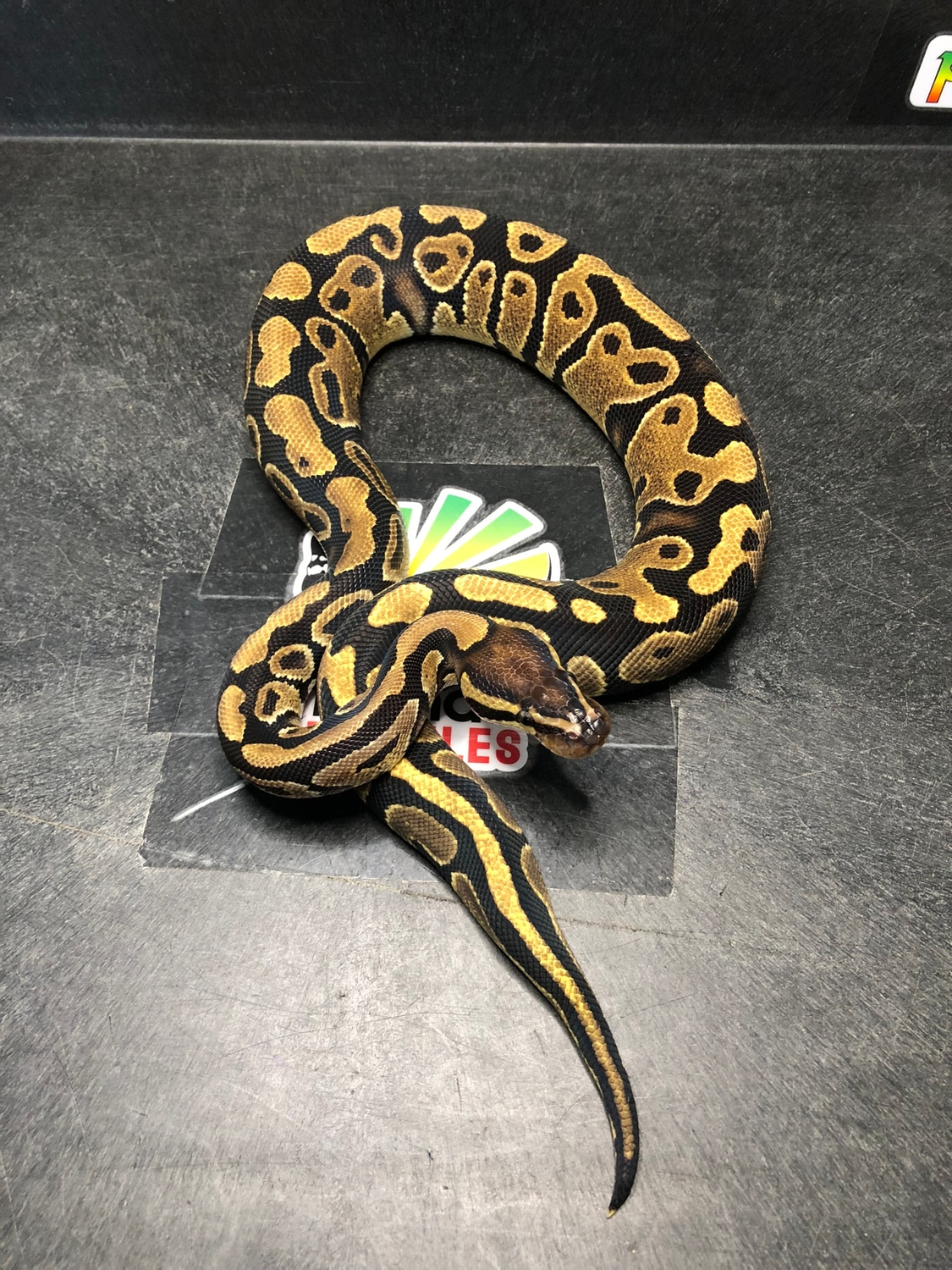 Yellow Belly Het Desert Ghost Ball Python by Prismatic Reptiles ...