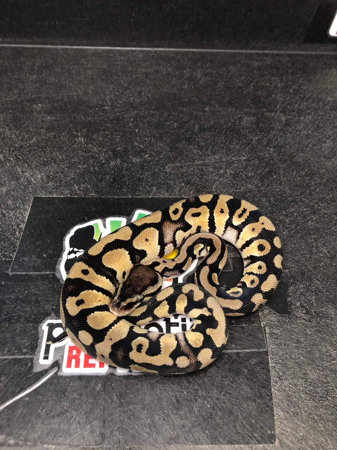 Pastel DH VPI Axanthic Pied 50% Het Desert Ghost Ball Python by ...