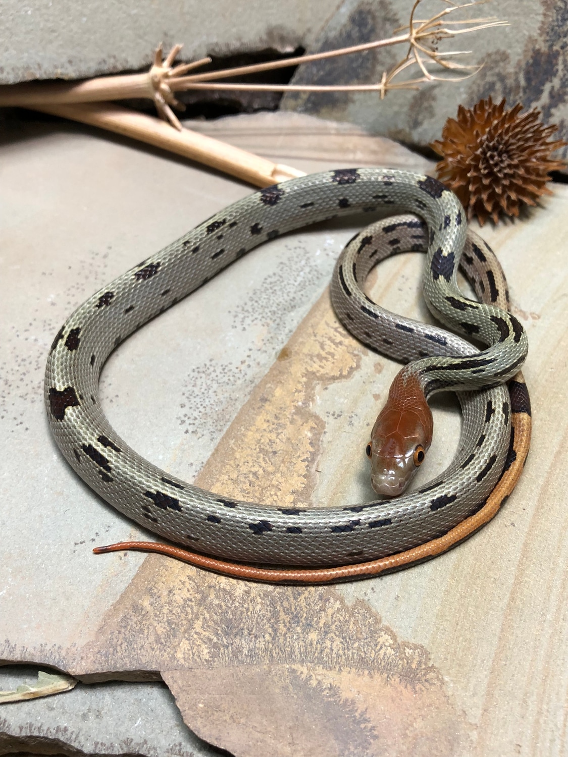 Aberrant Moellendorff's Ratsnake Other Rat Snake by Prismatic Reptiles ...