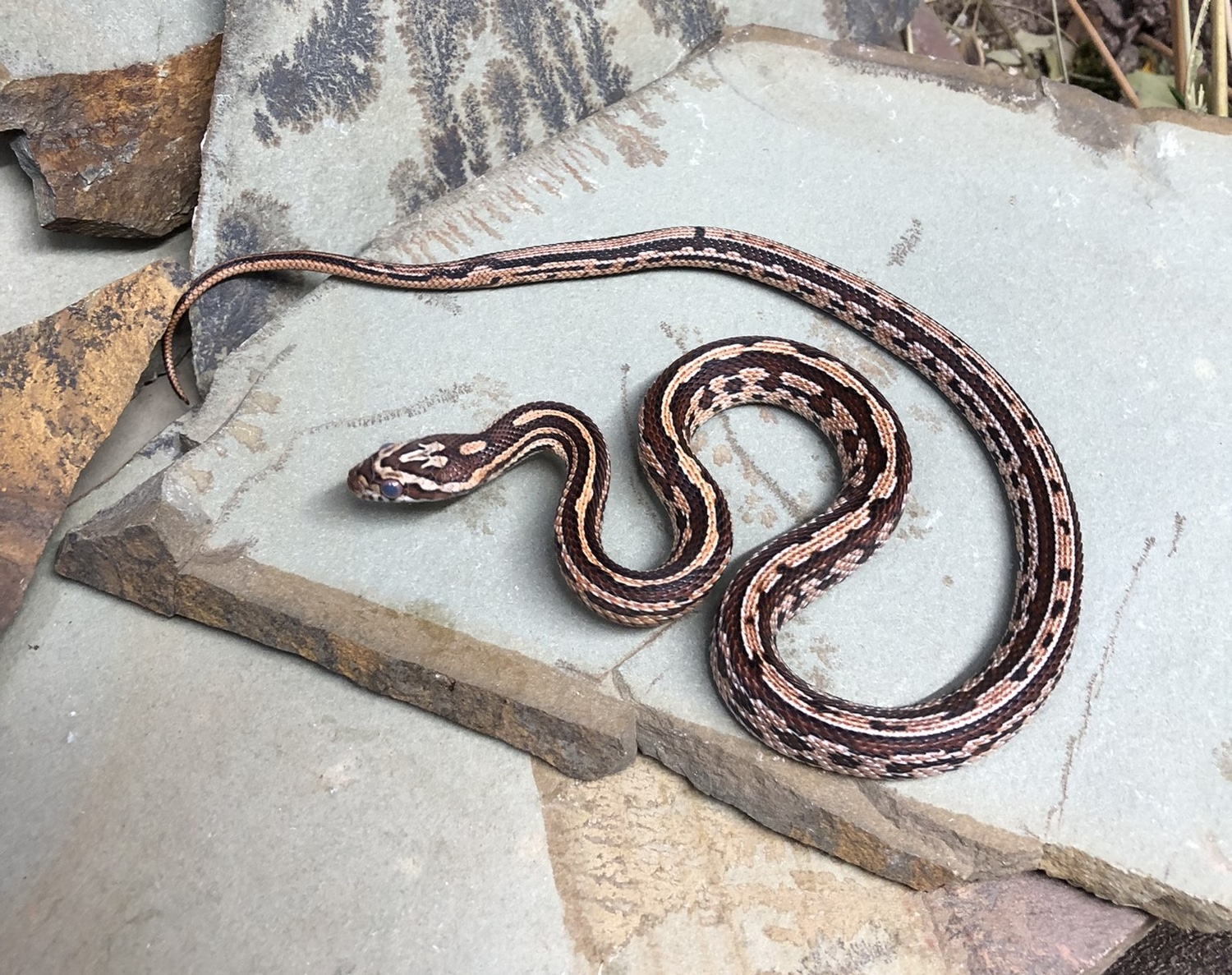 Tessera Possible Super Tessera 66% Het Charcoal 66% Het Ultramel, 66% ...