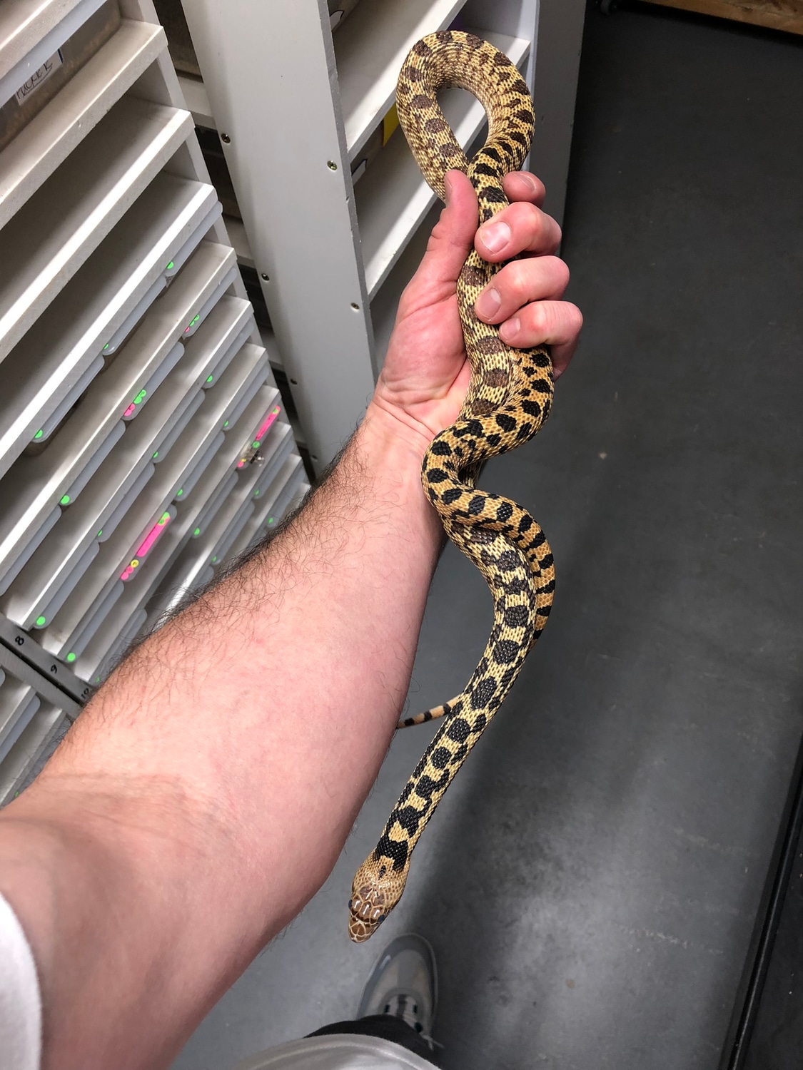 Tooele County Locale Gopher Snake by Prismatic Reptiles - MorphMarket