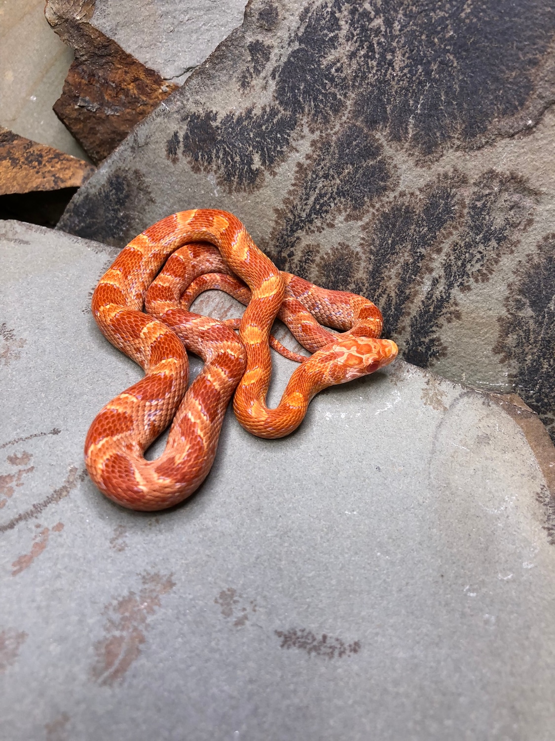 Amel Sunkissed Het Anery 50% Het Hypo Corn Snake by Prismatic Reptiles ...