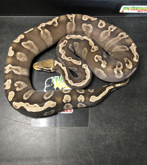 Super Pastel GHI Mojave (Poss Super GHI) Ball Python by Prismatic Reptiles