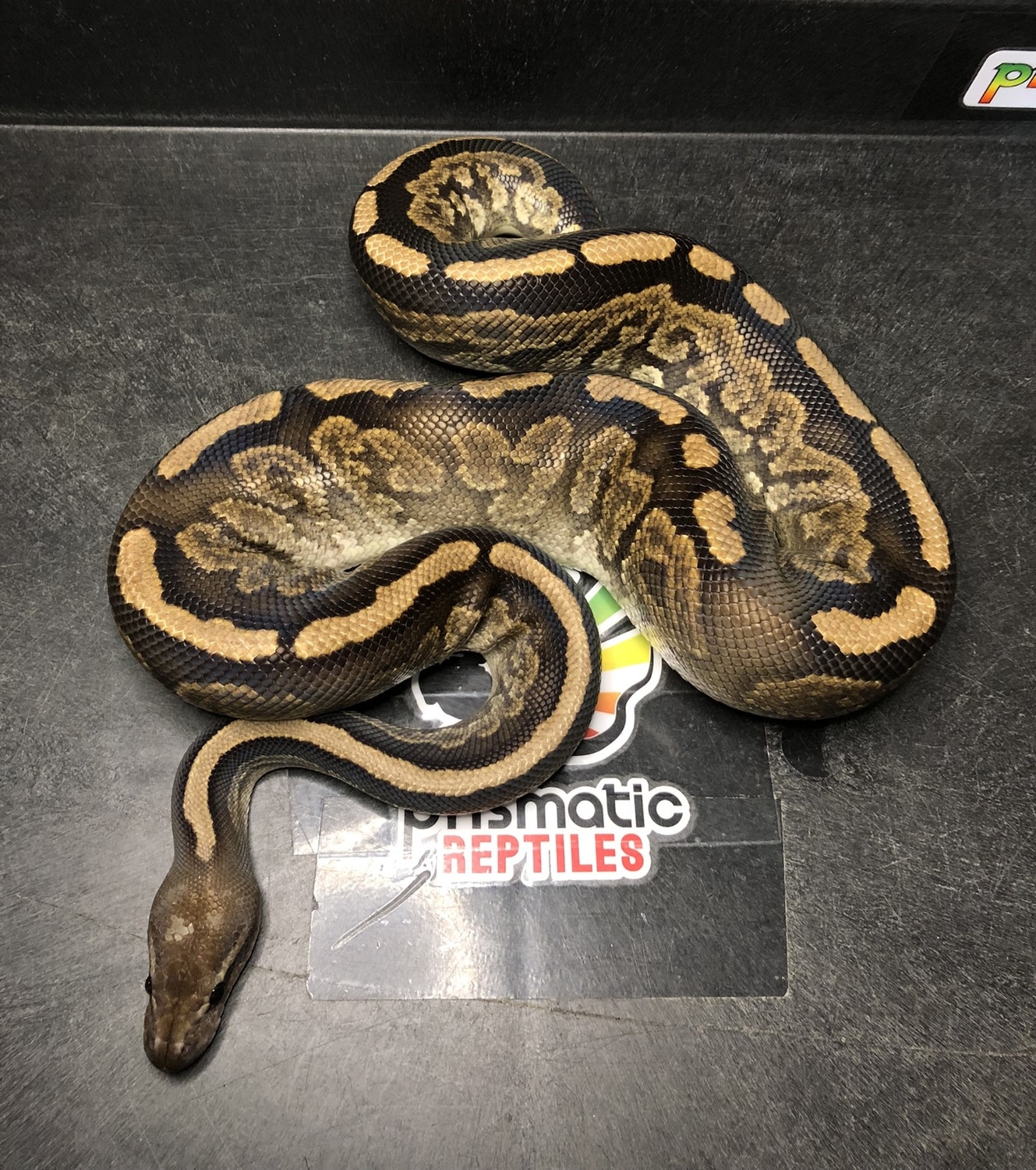 Black Pastel Mahogany Ball Python by Prismatic Reptiles - MorphMarket