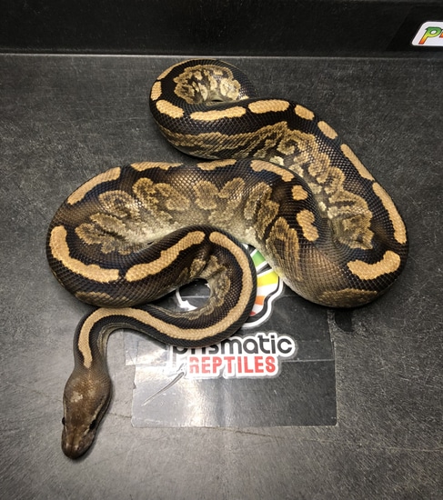 Black Pastel Mahogany Ball Python by Prismatic Reptiles