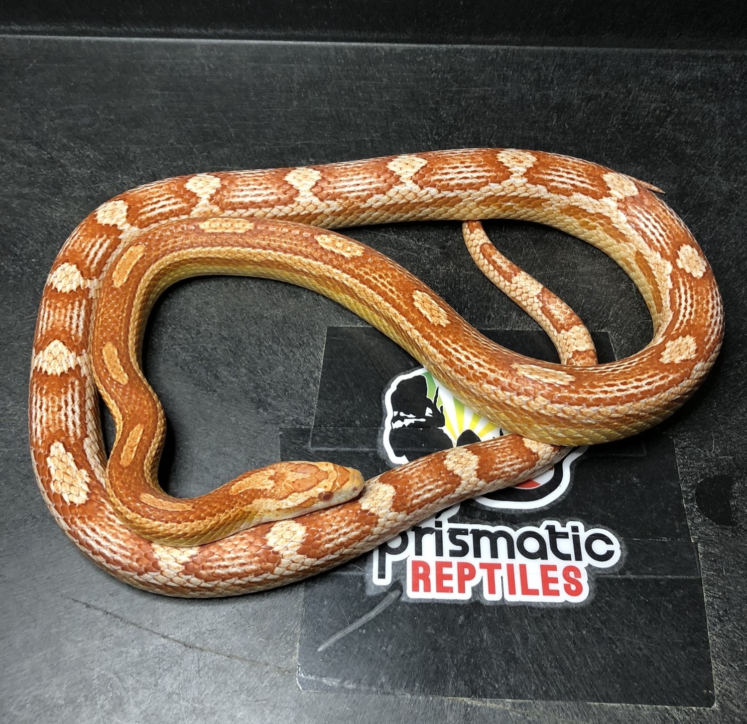 Amel Motley Het Caramel Het Anery Het Hypo Corn Snake by Prismatic ...