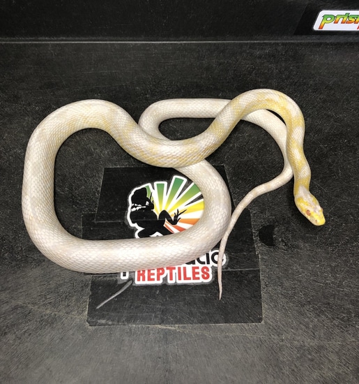Snow Sunkissed Corn Snake by Prismatic Reptiles