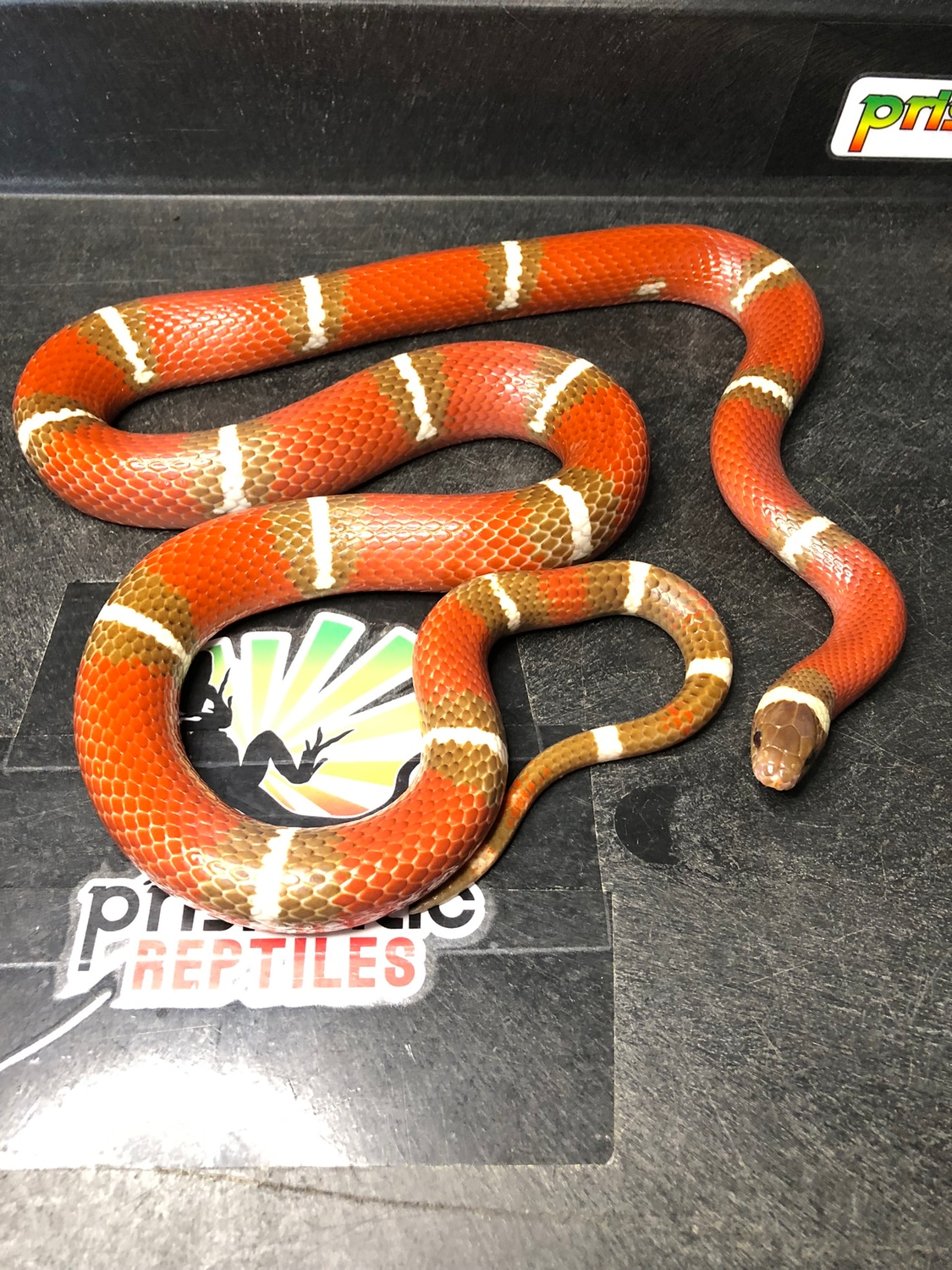 T-Positive Albino Nelson's Milk Snake by Prismatic Reptiles - MorphMarket