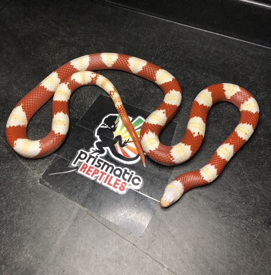 Albino Nelson's Milk Snake by Prismatic Reptiles
