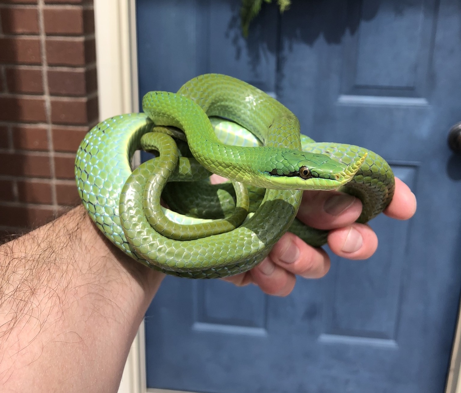 Blue Lineage Proven Male Rhino Rat Other Rat Snake by Prismatic ...