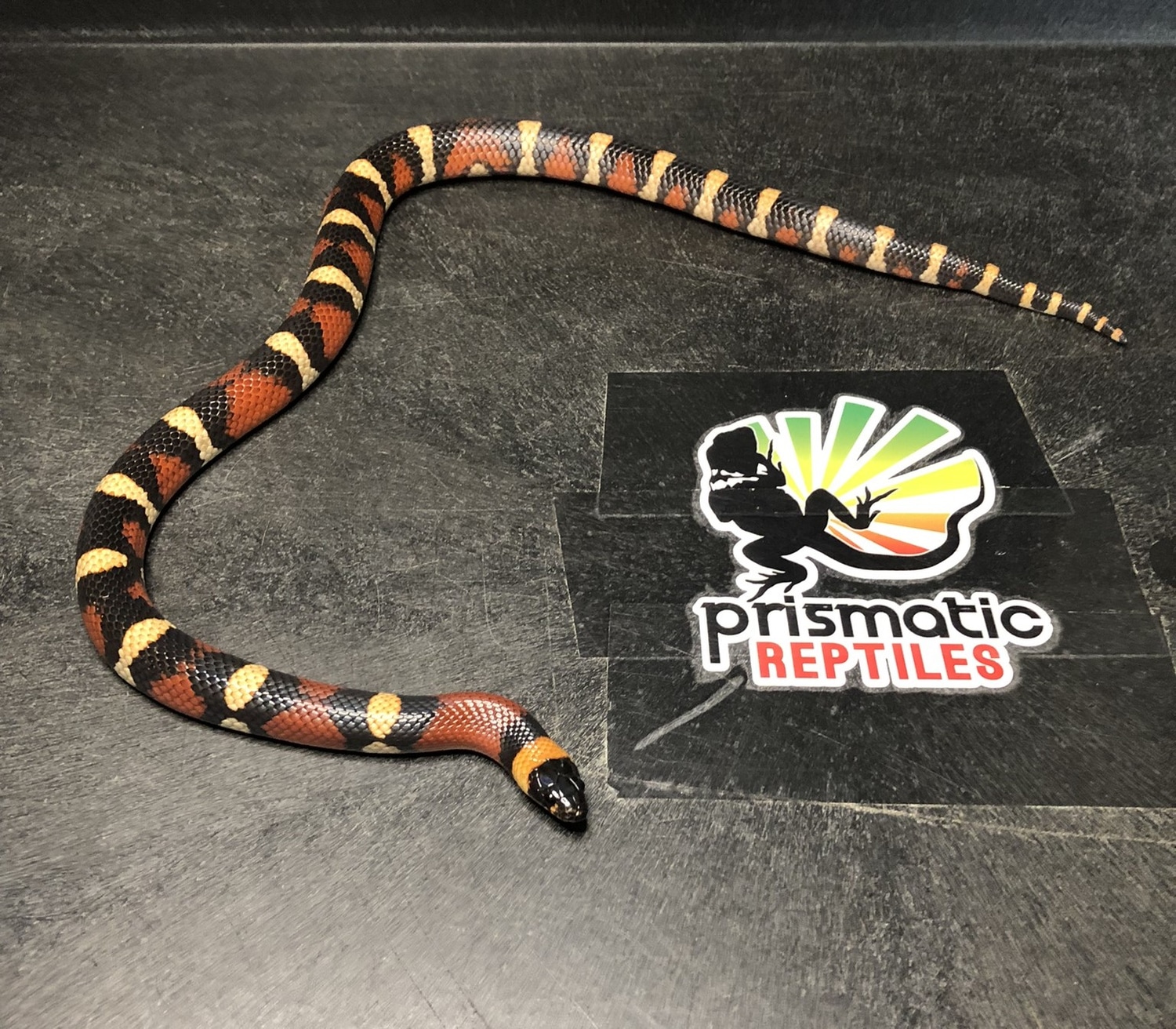 High Black "Dannulatta" Mexican Milk Snake by Prismatic Reptiles ...