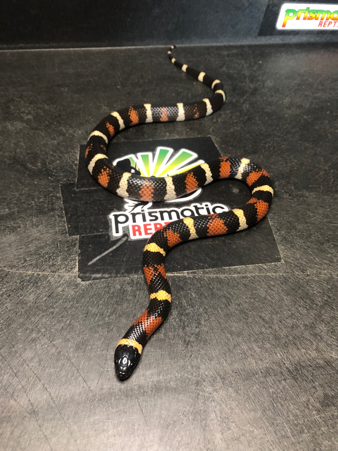 High Black "Dannulatta" Mexican Milk Snake by Prismatic Reptiles ...