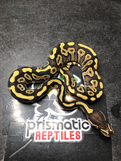 Phantom Het Candy Ball Python by Prismatic Reptiles