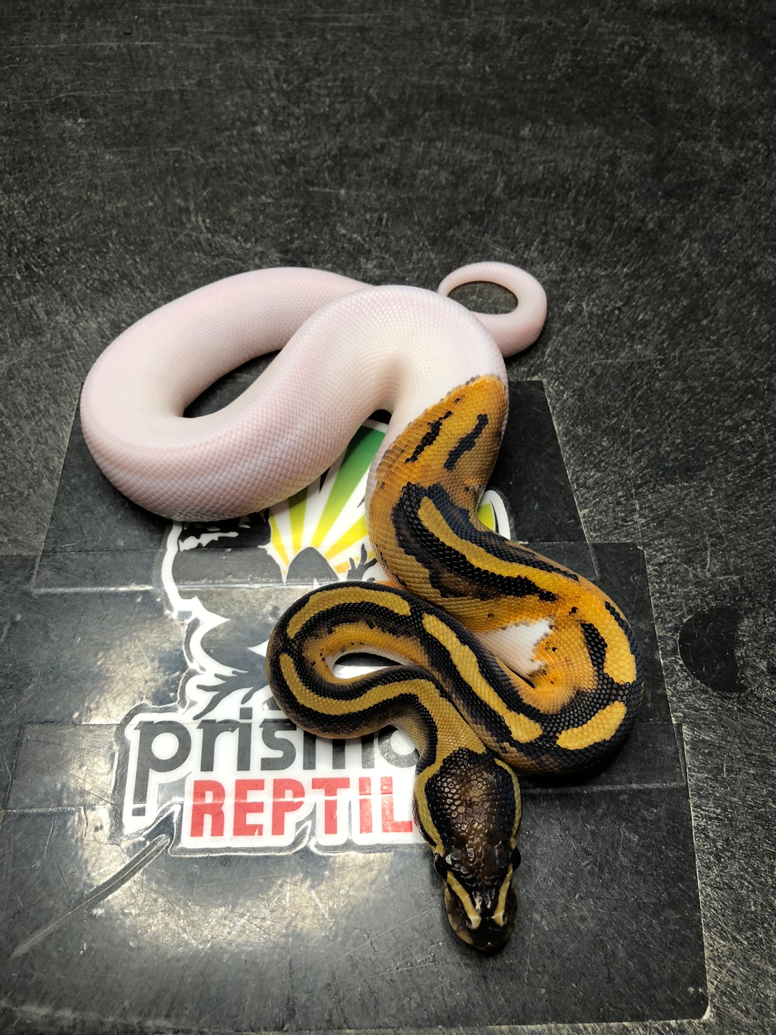 Pied 66% Het Albino Ball Python by Prismatic Reptiles - MorphMarket