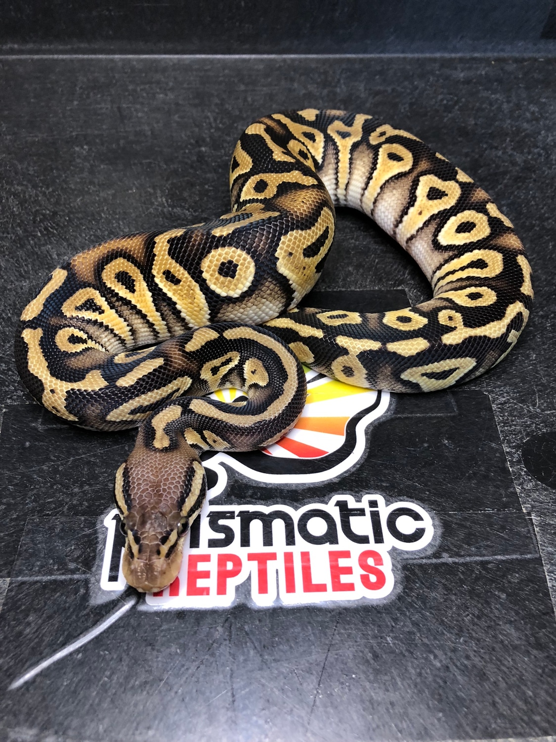 Pastel Phantom Grizzly Ball Python by Prismatic Reptiles - MorphMarket