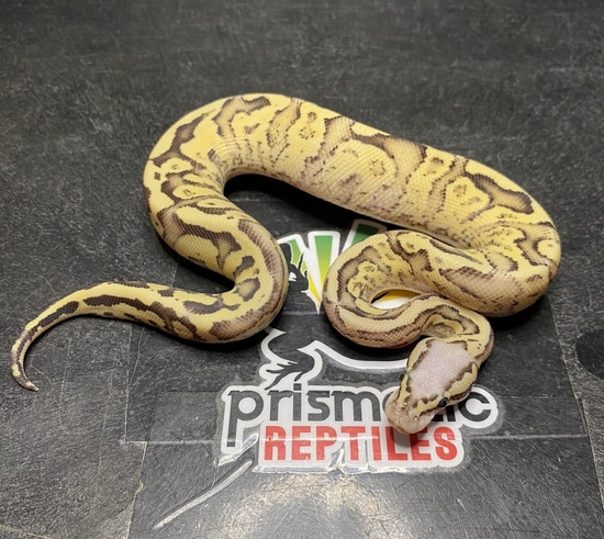 Pastel Hidden Gene Woma Vanilla Cream Het Clown Ball Python by ...