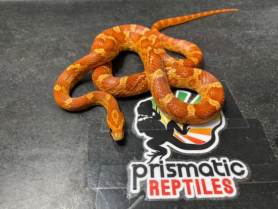 Ultramel Het Lavender Het Albino Het Anery 66% Het Hypo Corn Snake by ...