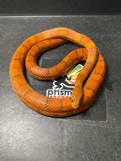 Sunkissed Okeetee Corn Snake by Prismatic Reptiles