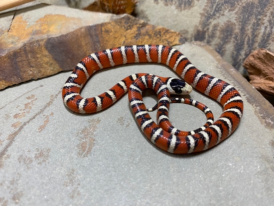 DH Applemel (Applegate/Amel) Arizona Mountain Kingsnake by Prismatic ...