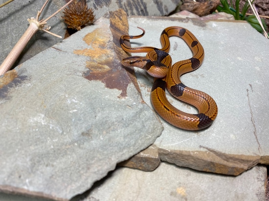 Vaillanti Bamboo Rat Snake by Prismatic Reptiles