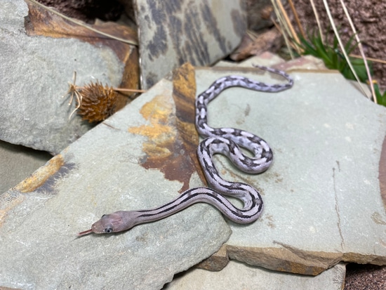 Silver Het Blonde Trans-Pecos Rat Snake by Prismatic Reptiles