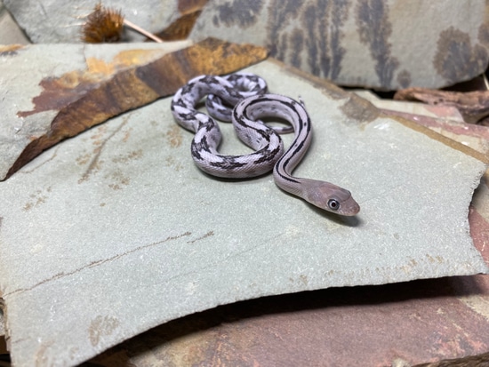 Silver Het Blonde Trans-Pecos Rat Snake by Prismatic Reptiles