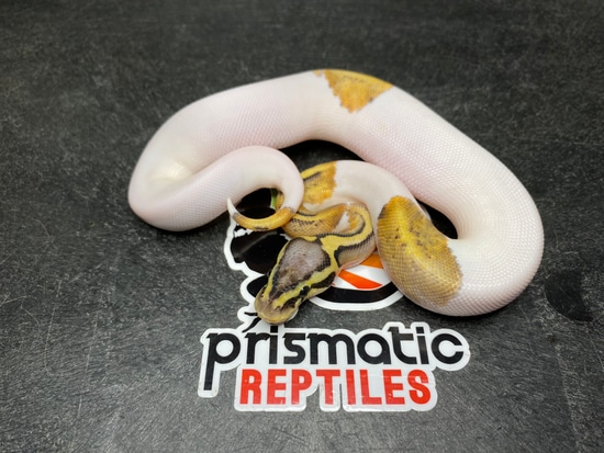 Super Pastel Yellow Belly GeneX Pied Ball Python by Prismatic Reptiles