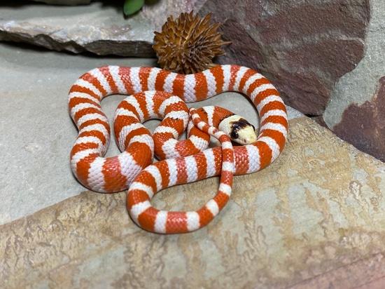 Applegate 100% Het Albino Arizona Mountain Kingsnake by Prismatic Reptiles