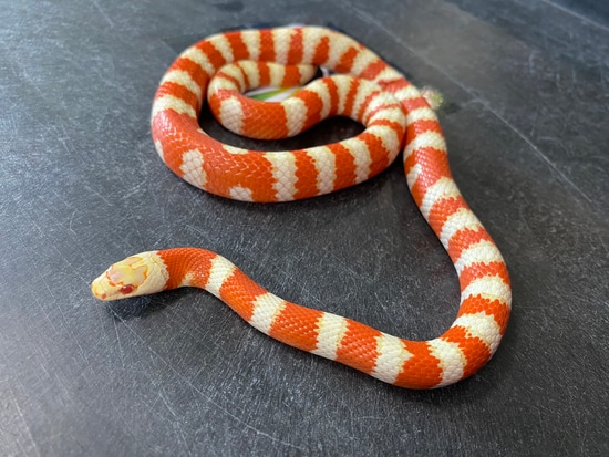 Aberrant Probable Applemel - Definite Amel 100% Het Applegate Arizona ...