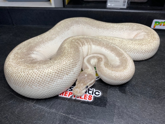 Super Mojave Ball Python by Prismatic Reptiles