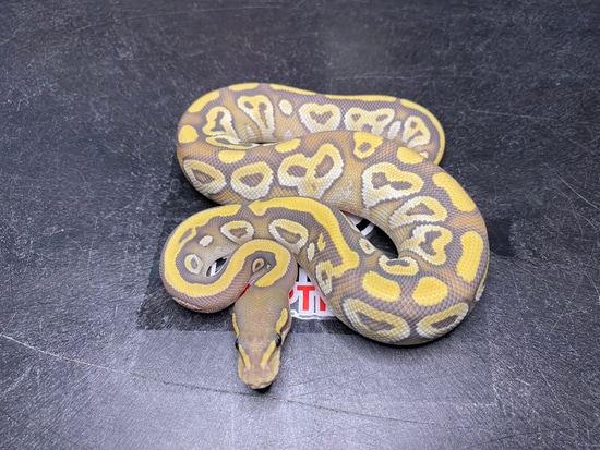 Mojave Hypo (Orange Ghost) Ball Python by Prismatic Reptiles