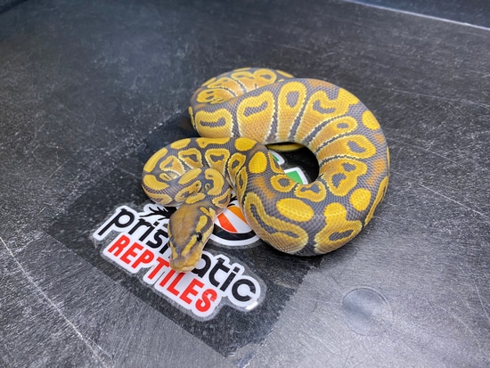 Orange Ghost Ball Python by Prismatic Reptiles