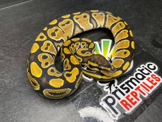 Het Orange Ghost Ball Python by Prismatic Reptiles
