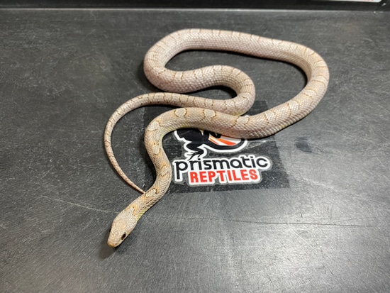 Hypo Red Factor Pied-Sided Pewter 66% DH Anery Motley Corn Snake by ...