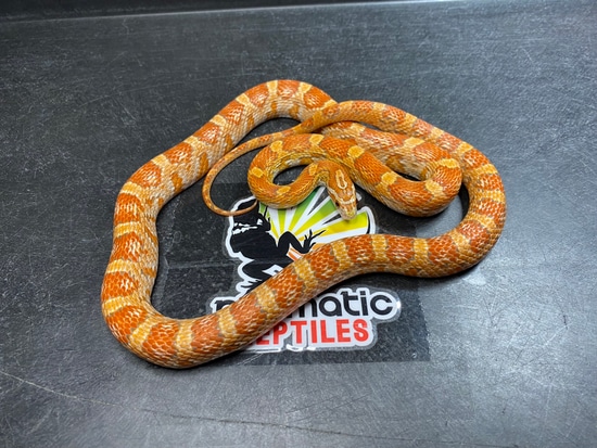 Aztec Blood Ultramel TH Hypo, Lavender, Anery Corn Snake by Prismatic ...