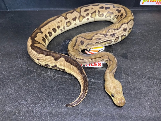 Fire Cinnamon Leopard Clown Poss (YB) Ball Python by Prismatic Reptiles