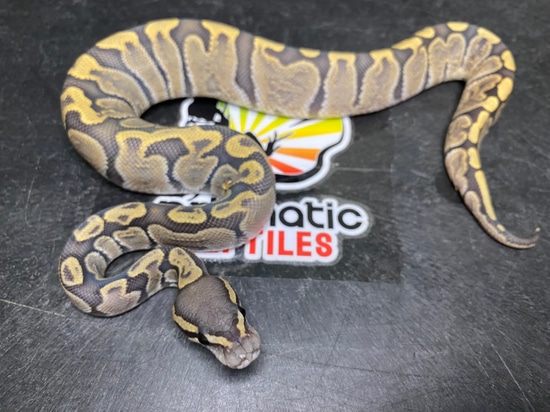 Hypo GHI (Orange Ghost) Ball Python by Prismatic Reptiles