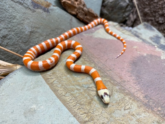 RARE BHB Hypo Applegate 66% Het Amel Arizona Mountain Kingsnake by ...