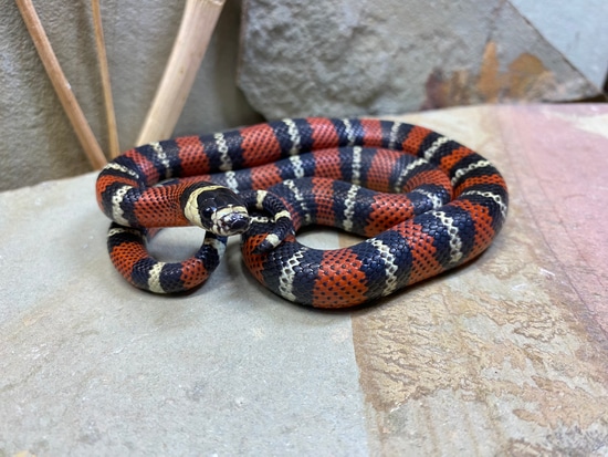 Limon Locale Black Milk Black Milk Snake by Prismatic Reptiles