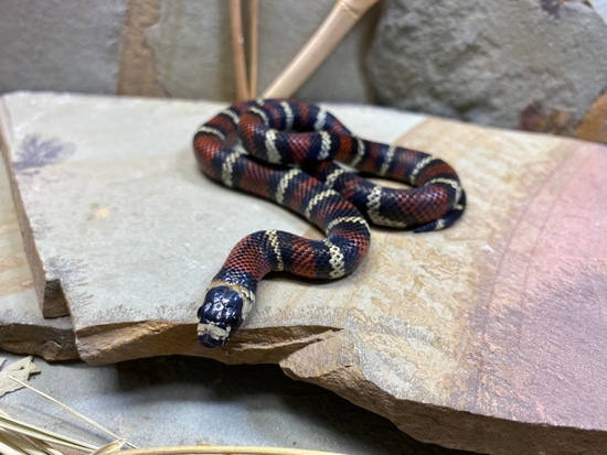 Providencia Locale Black Milk Black Milk Snake by Prismatic Reptiles
