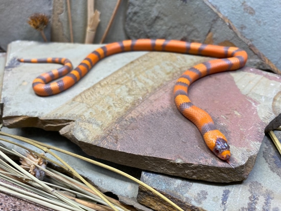 Aberrant Line Extreme Hypo Tangerine Honduran Milk Snake by Prismatic ...