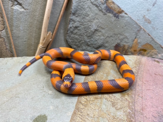 Aberrant Line Extreme Hypo Tangerine Honduran Milk Snake by Prismatic ...