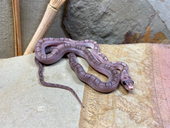 Hypo Motley Pied-Sided Pewter 50% Het Anery Corn Snake by Prismatic ...