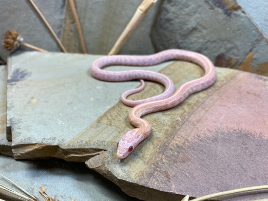 Ultramel Lavender Tessera TH Albino Hypo Anery Corn Snake by Prismatic ...