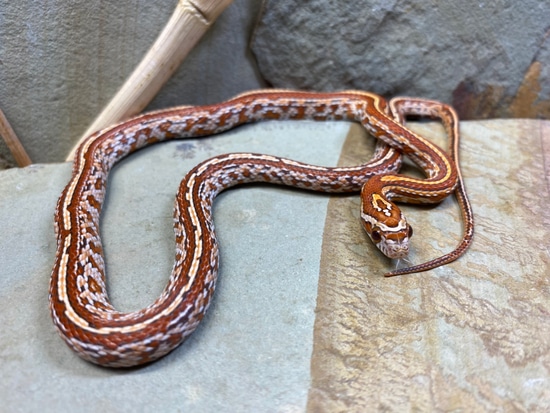 Hypo Tessera QH Lavender Ultramel Albino Anery Corn Snake by Prismatic ...