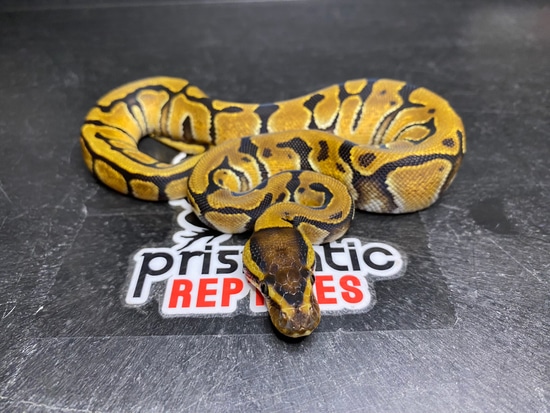 Enchi DH DG Tri-stripe Ball Python by Prismatic Reptiles