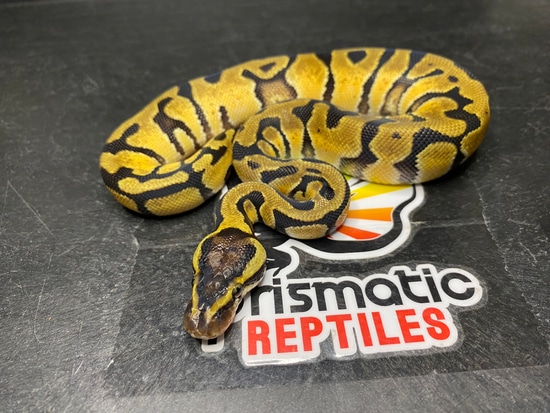 Pastel Enchi DH DG Tri-stripe Ball Python by Prismatic Reptiles