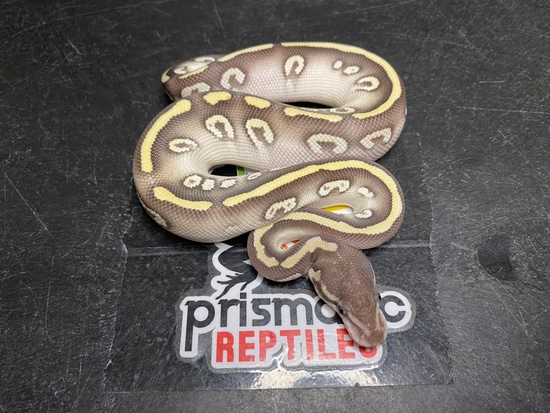 Hypo Super Phantom Ball Python by Prismatic Reptiles
