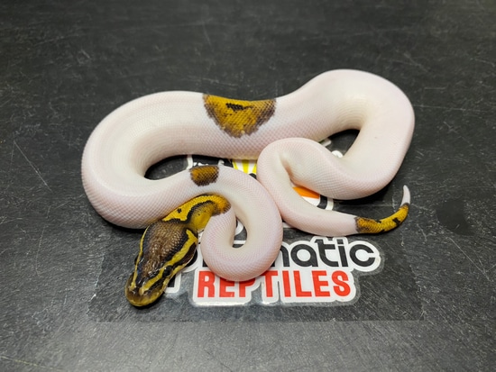 Pastel Leopard GeneX Pied Het DG Ball Python by Prismatic Reptiles